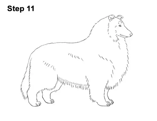How to Draw a Dog (Rough Collie) VIDEO & Step-by-Step Pictures
