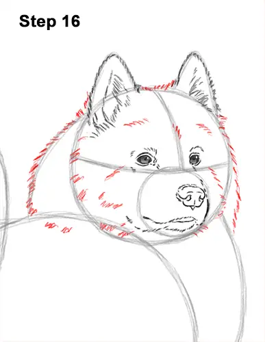 How to Draw a Dog (Samoyed) VIDEO & Step-by-Step Pictures