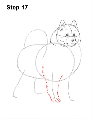 How to Draw a Dog (Samoyed) VIDEO & Step-by-Step Pictures