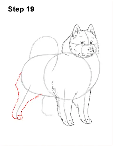 How to Draw a Dog (Samoyed) VIDEO & Step-by-Step Pictures