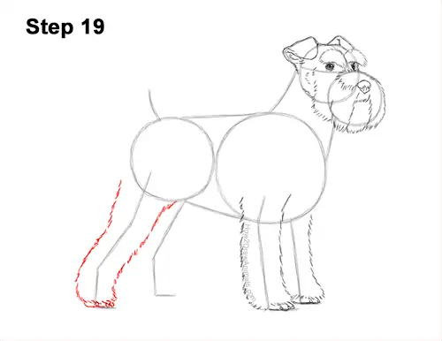 How to Draw a Dog (Schnauzer) VIDEO & Step-by-Step Pictures