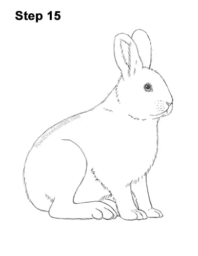 How to Draw a Snowshoe Hare VIDEO & Step-by-Step Pictures