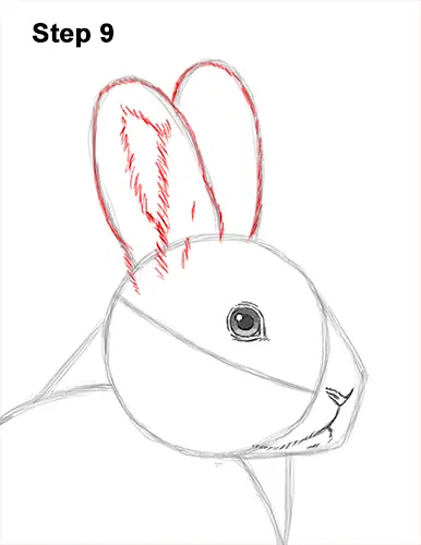 How to Draw a Snowshoe Hare VIDEO & Step-by-Step Pictures