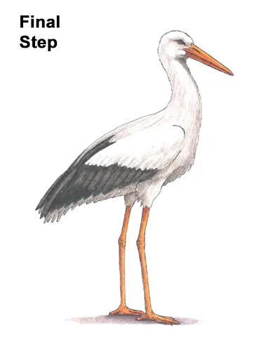 How to Draw a Stork VIDEO & Step-by-Step Pictures