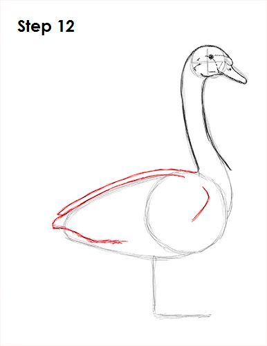 How to Draw a Swan