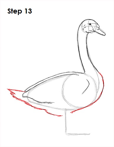 How to Draw a Swan