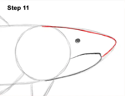 How to Draw a Tiger Shark VIDEO & Step-by-Step Pictures