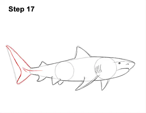 How to Draw a Tiger Shark VIDEO & Step-by-Step Pictures