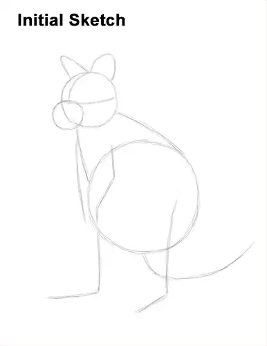How to Draw a Wallaby VIDEO & Step-by-Step Pictures