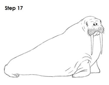 Walrus Drawing Easy
